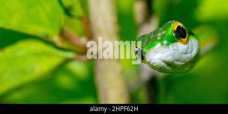 Parrot snake, Satiny Parrot Snake, Leptophis depressirostris, Tropical ...