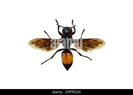 Wasp asian giants (wasp asia) isolated on the white background Stock ...