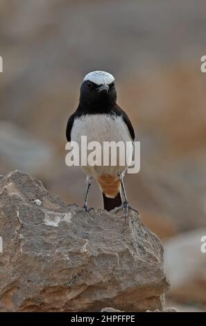 Arabian Wheatear (Oenanthe lugentoides) male, Hawf Protected Area ...