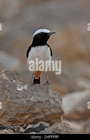 Arabian Wheatear (Oenanthe lugentoides), Oman, Asia Stock Photo - Alamy