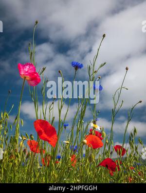 A wildflower meadow on the Brendon Hills at Coombe Cross Farm. Planted ...