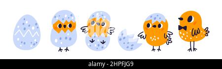 Chicken life cycle stages from egg to young and adult rooster ...