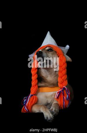 a mongrel dog with braids and a dutch hat Stock Photo - Alamy