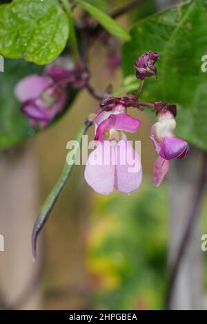French bean flowers. Flowers and developing pods of Phaseolus vulgaris ...