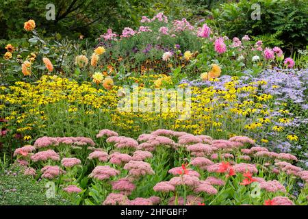 Early autumn garden border - Aster frikartii 'Monch', Rudbeckia fulgida ...