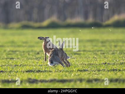 A pair of Brown Hares showing the violent courtship behaviour , biting ...