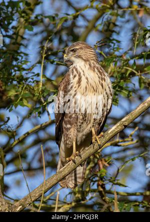 Common buzzard in its natural habitat in Denmark Stock Photo - Alamy