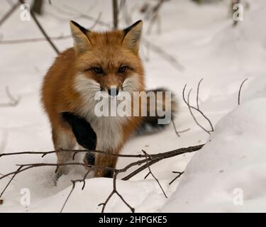 Red fox with a bushy tail walking through a grassy marsh near Ottawa ...