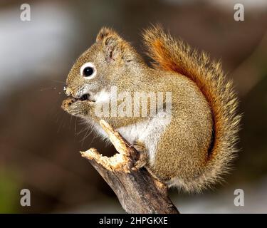 A beautiful view of a brown squirrel eating walnuts in the forest Stock ...
