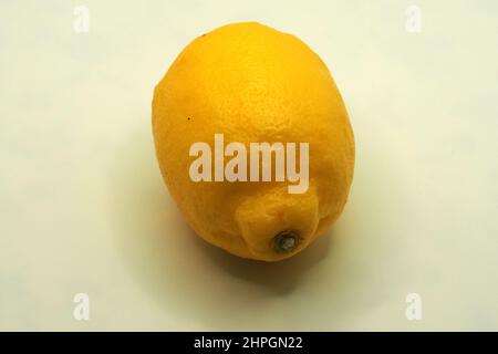 Lemon, Zitrone, Limone, Citrus limon, citrom, Europe Stock Photo - Alamy