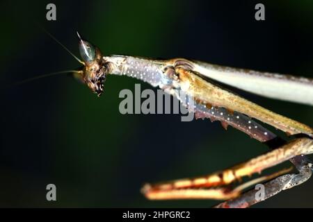 African stick mantis (Heterochaeta orientalis Stock Photo - Alamy