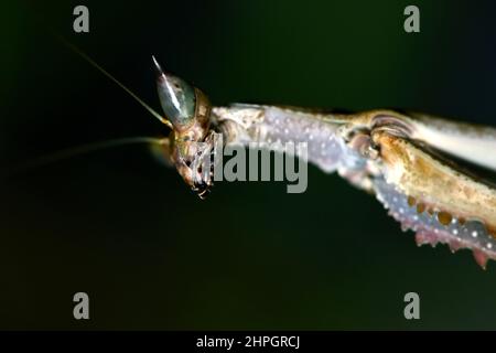 African stick mantis (Heterochaeta orientalis Stock Photo - Alamy