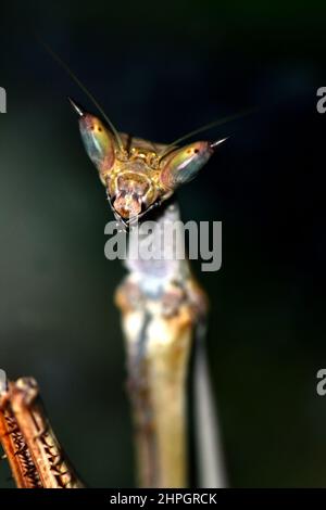 African Giant Stick Mantis, Cat Eyed Mantis, cat mantis, Heterochaeta ...