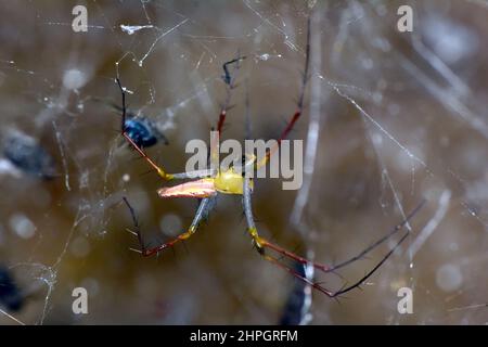 Malagasy green lynx spider, grüne Luchsspinne, Peucetia lucasi ...