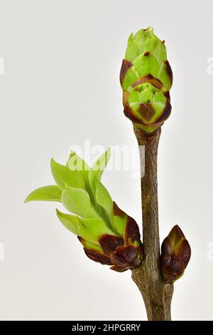 Photo of the growth stages of a young plant. How to use a peat tablet ...