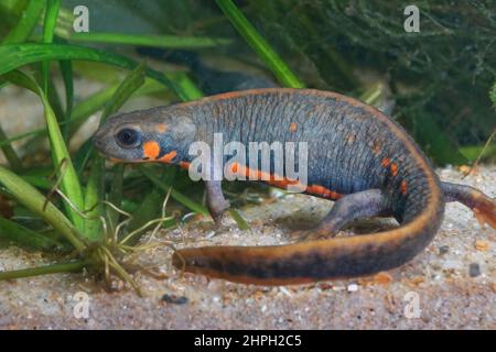 Closeup on the endangered Chinese Blue-tailed chuxiong, fire-bellied ...