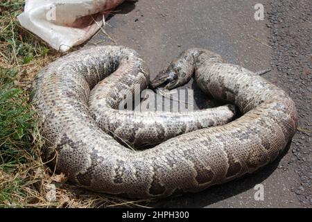 Dead python snake on the road, Arba Minch, Ethiopia, Africa Stock Photo ...