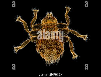Bee louse fly, Braula coeca, photomicrograph Stock Photo - Alamy