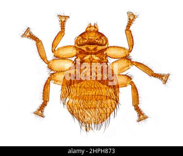 Bee louse fly, Braula coeca, photomicrograph Stock Photo - Alamy