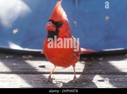 A Northern Cardinal on the backyard deck Stock Photo - Alamy