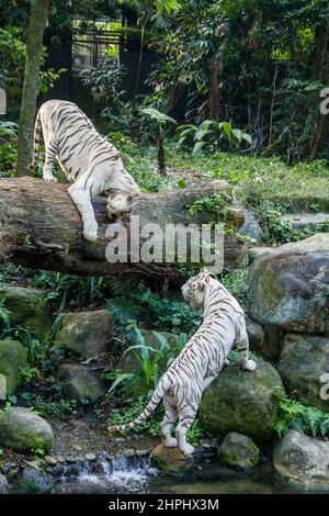 Two white tigers / bleached tiger pair (Panthera tigris) pigmentation ...