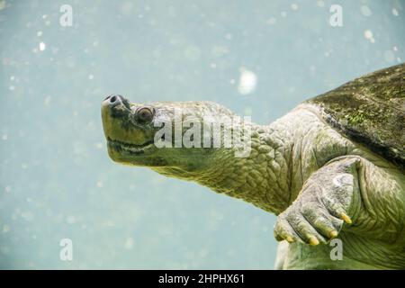 The Burmese roofed turtle (Batagur trivittata) is one of six species of ...