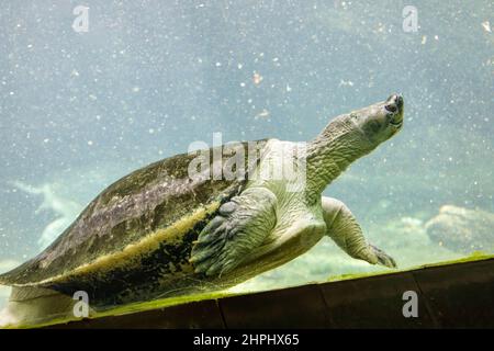 The Burmese roofed turtle (Batagur trivittata) is one of six species of ...