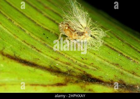 Passion Vine-hopper (Scolypopa australis Stock Photo - Alamy