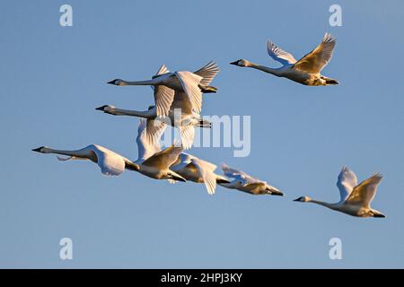 Tundra swans migrating north - Cygnus columbianus migration at Middle ...