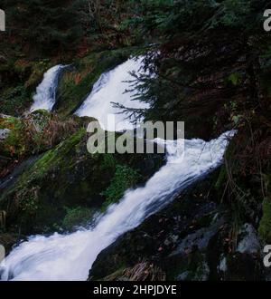 Water from the Triberg waterfall flowing into a basin, surrounded by ...