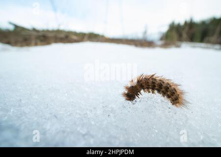 Ruby tiger moth larva walking on snow (Phragmatobia fuliginosa Stock Photo - Alamy
