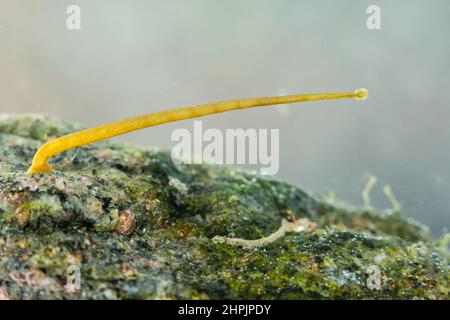 Fish Leech - Piscicola geometra Stock Photo - Alamy