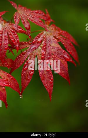 Red leaves after the spring water Stock Photo - Alamy