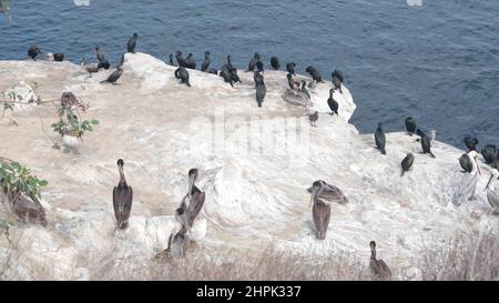 Cormorant flock or colony drying, pelican bird preen wings feathers ...