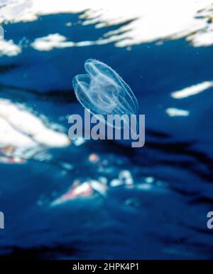 Mnemiopsis leidyi, the warty comb jelly or sea walnut with yellow and ...