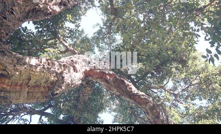 Big cork tree or large corkwood trunk, branches and canopy foliage from ...