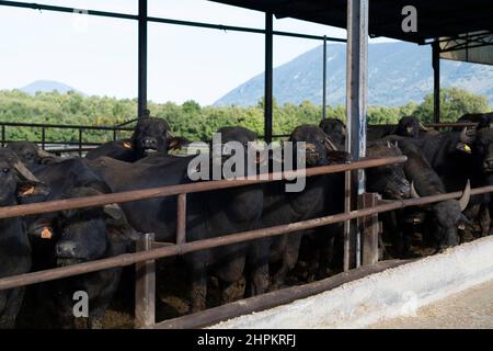 Mediterranea Italiana black buffalo raised on Italian cheese farm for ...