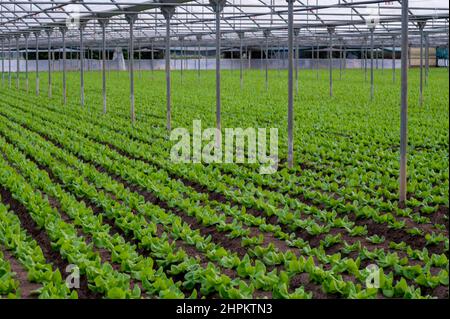 Italian greenhouse with rows of young organic green lettuce salad ...