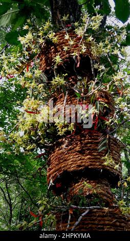 Caulis dendrobii artificial cultivation Stock Photo - Alamy