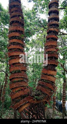 Tin caulis dendrobii Stock Photo - Alamy