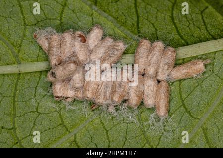 Pupae hatched from a parasitoid wasp on the back of a leaf of a plant ...