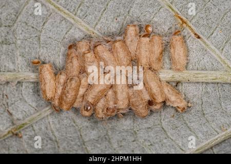 Pupae hatched from a parasitoid wasp on the back of a leaf of a plant ...