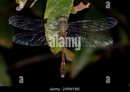 adult clubtail dragonfly of the family gomphidae Stock Photo - Alamy
