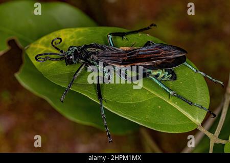 Adult Tarantula hawk Wasp of the Genus Pepsis Stock Photo - Alamy