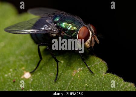 Adult Blow Fly of the Genus Chrysomya Stock Photo - Alamy