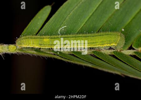 small moth larva of the Order Lepidoptera Stock Photo - Alamy