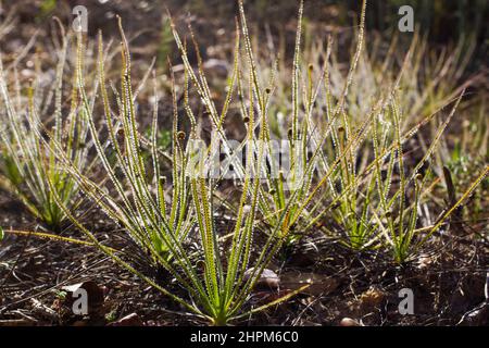 Glistening Portuguese sundew or dewy pine (Drosophyllum lusitanicum ...