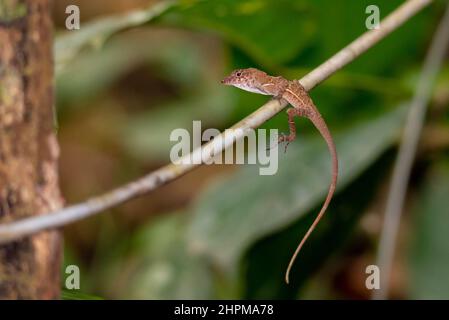 Bronze Anole (Anolis aeneus) on a leaf, Union island, Saint Vincent and ...