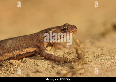 Closeup on an adult terrestrial female Northern banded newt ...