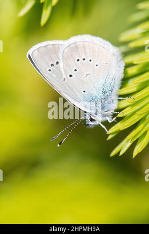 Cyaniris semiargus, the Mazarine blue, is a Palearctic butterfly in the ...
